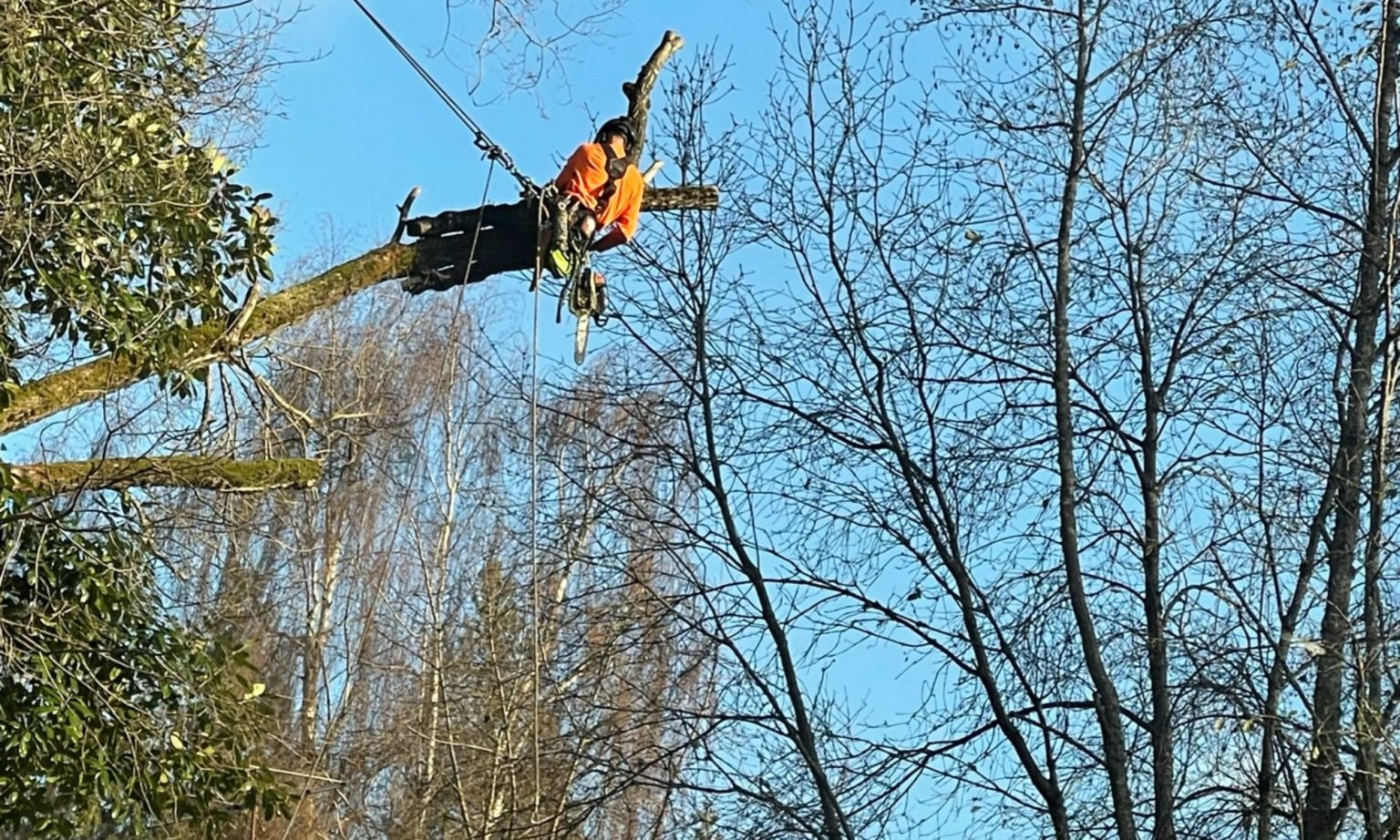 Tree Services - Infinity Tree & Outdoor Services LLC