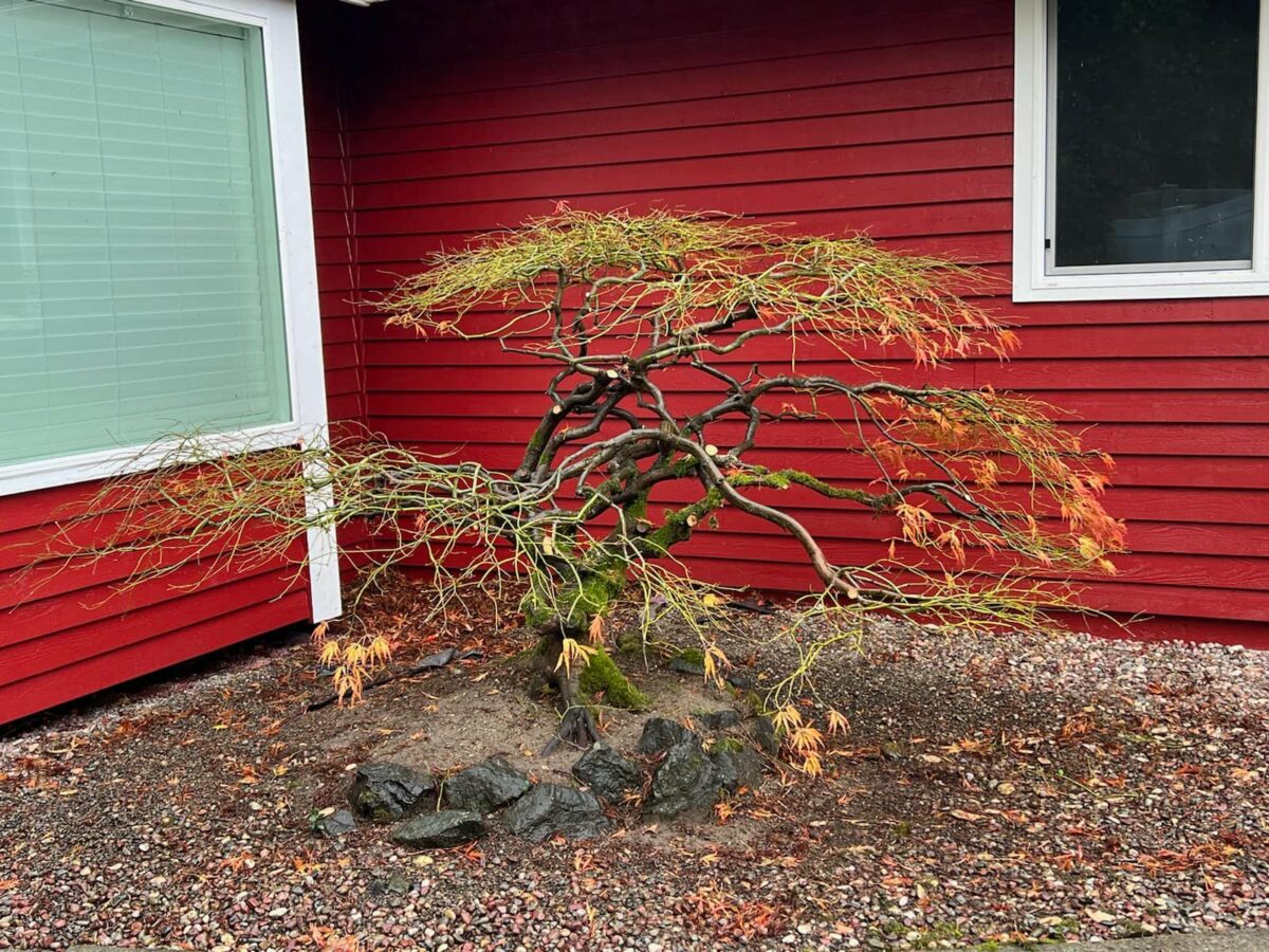 Proper Pruning of a Maple - Infinity Tree & Outdoor Services LLC