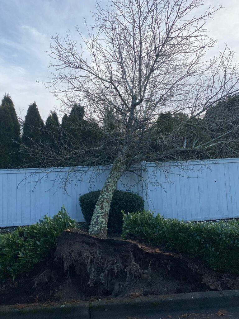 Home - Infinity Tree & Outdoor Services LLC