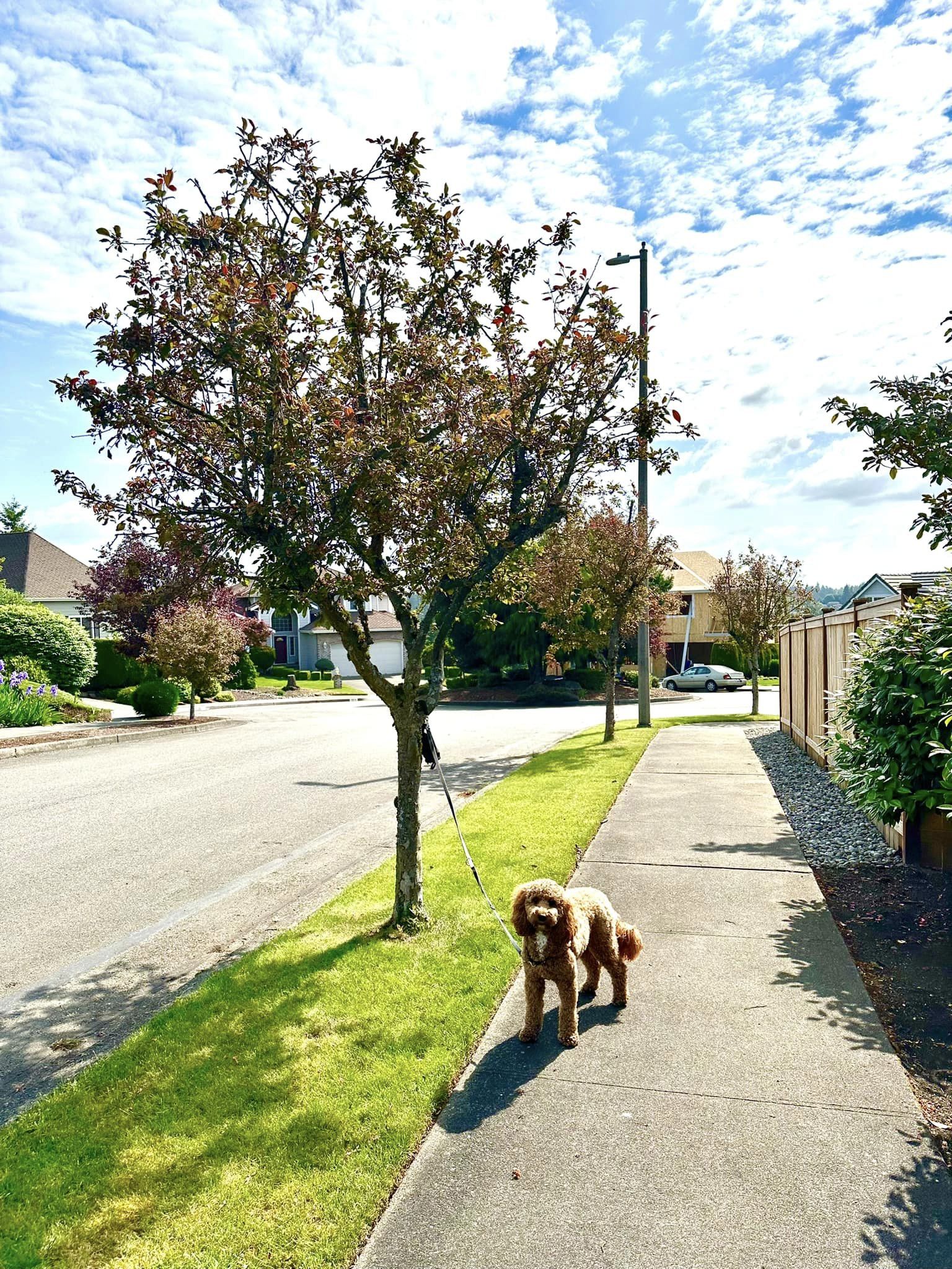 Home - Infinity Tree & Outdoor Services LLC